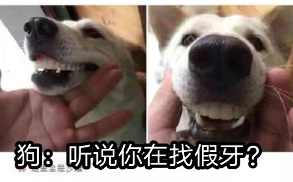 狗:真不错,人类的假牙真不错【搞笑图片#5】