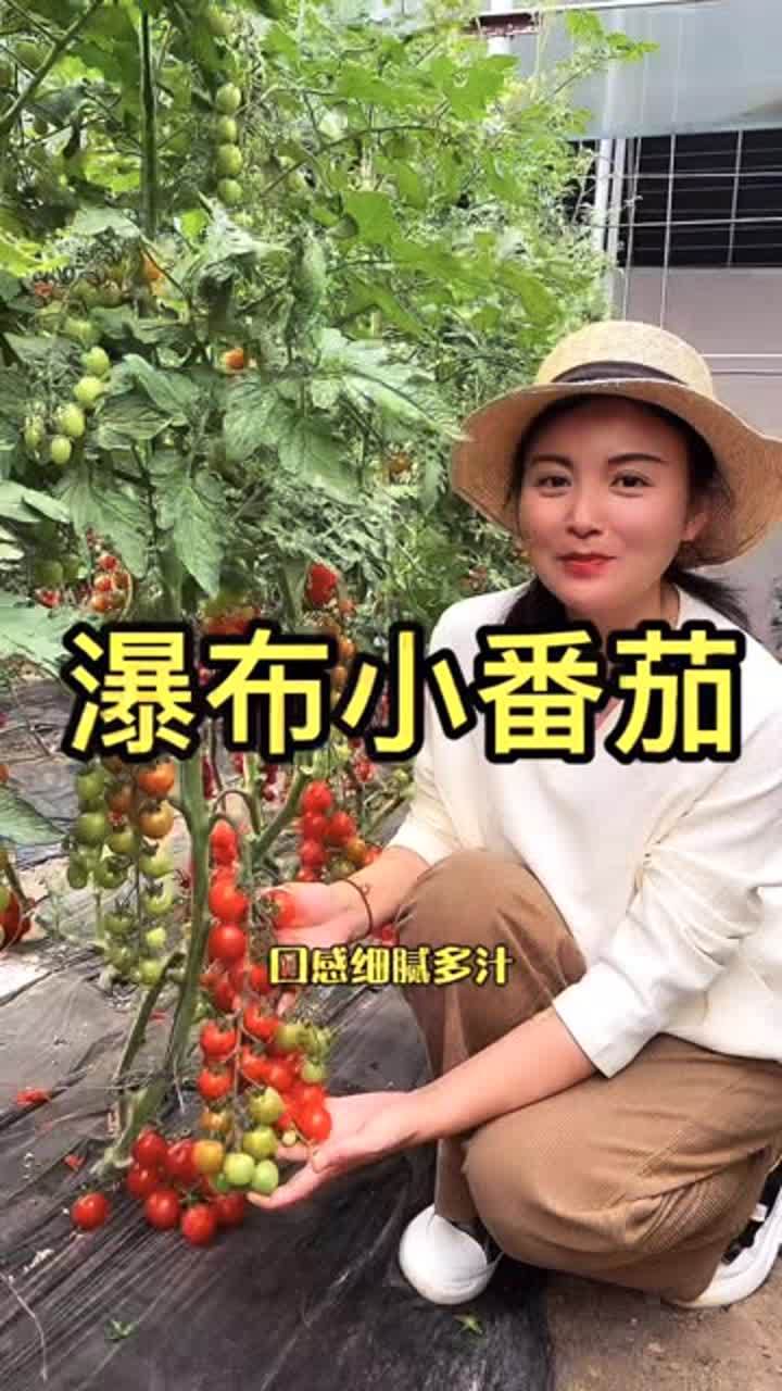 酸甜可口味道好,种植简单铲量高的瀑布小番茄,特别适合咱们家庭阳台...