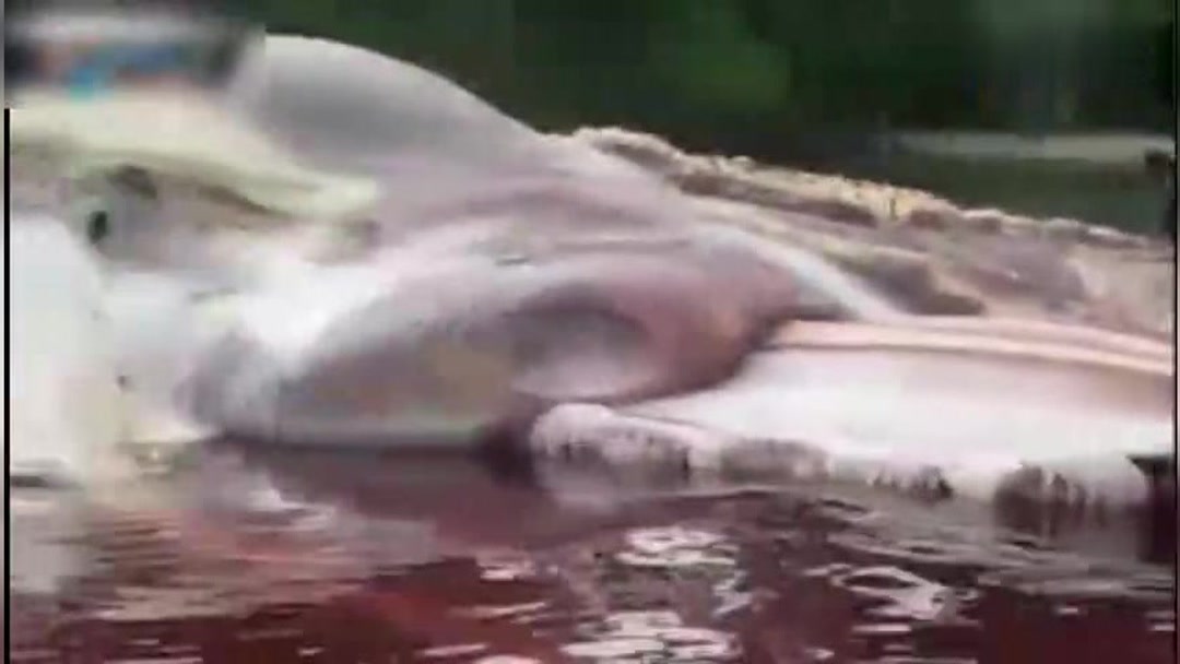 男子钓鱼无意拍到40米长巨型不明生物,看清楚后立即逃跑!