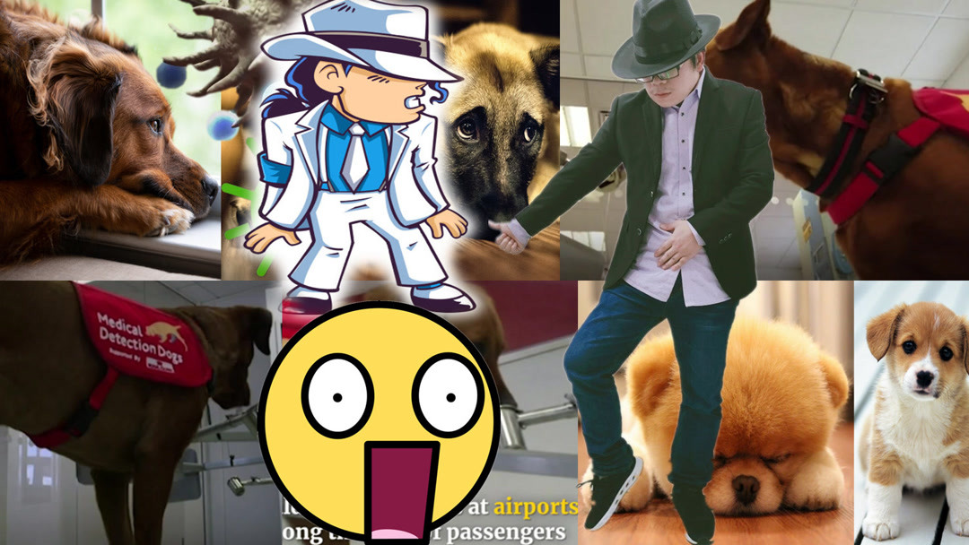 英国科研人员训练狗狗嗅出新冠病毒?国际头条英语翻译