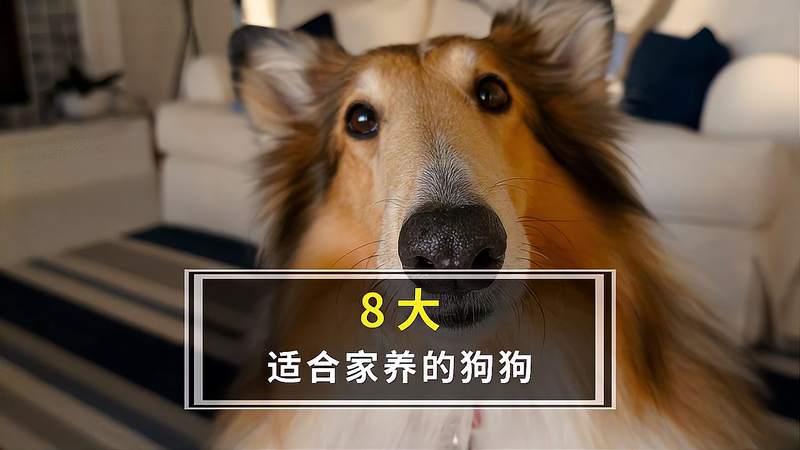 适合家养的狗狗有哪些?