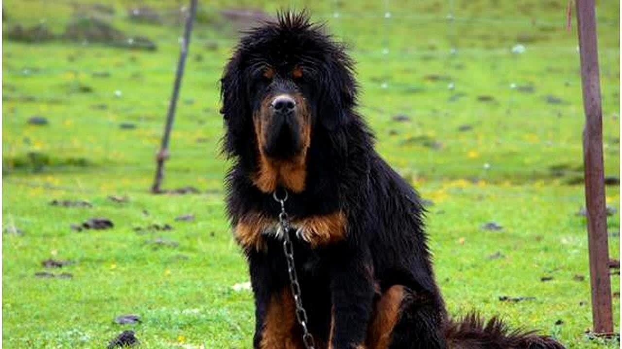 世上最凶猛的14种猛犬,藏獒只能排在队尾,网友:第一名副其实
