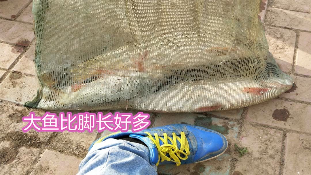 都说飞盘网是傻瓜式的很容易,今天老波特地去鱼多的地方撒网试试