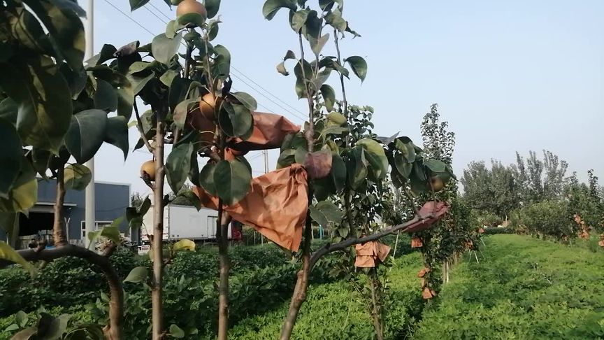 时光不语,果巳成熟,梨子成熟的季节,甜与酸,尝过才知