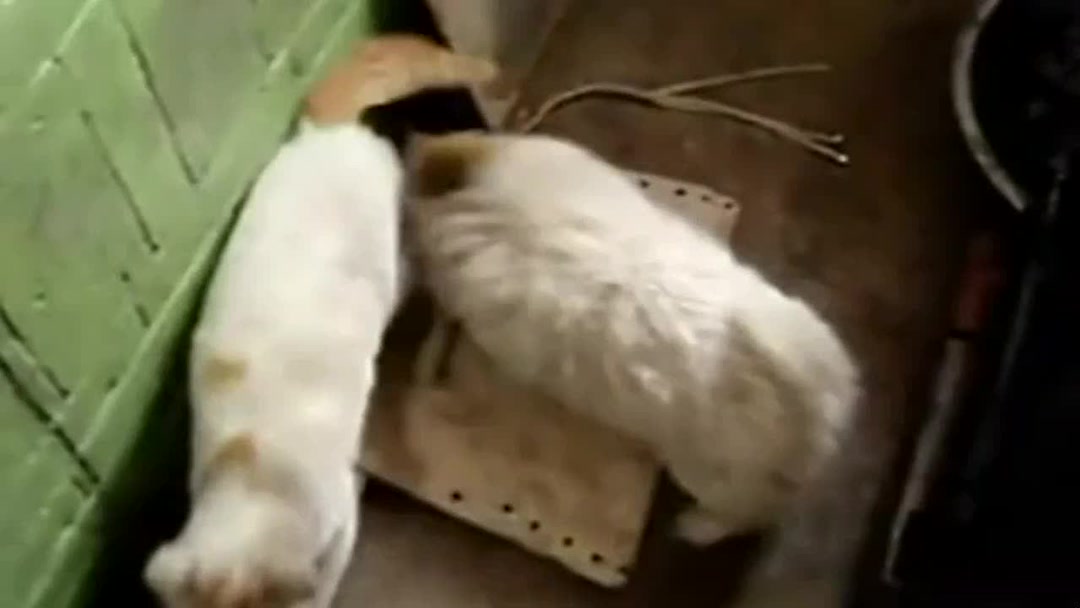 动物爆笑小视频 家里的猫和狗玩打架 笑死了