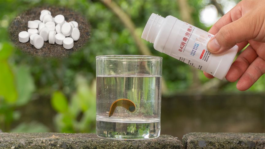 将“蚂蟥”和84消毒泡腾片一起放水里,会发生什么呢?