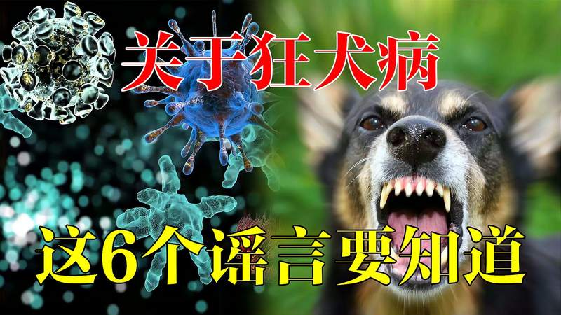 狂犬病有偏方吗?被狗咬没出血要打疫苗吗?关于狂犬病的6个谣言