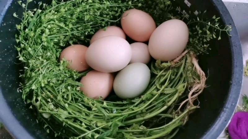 农历三月三,荠菜煮鸡蛋