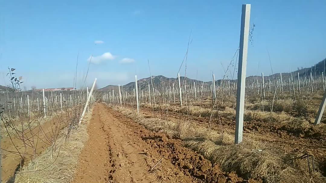 建成两年的农业合作社,看一下苹果树管理和经营状态