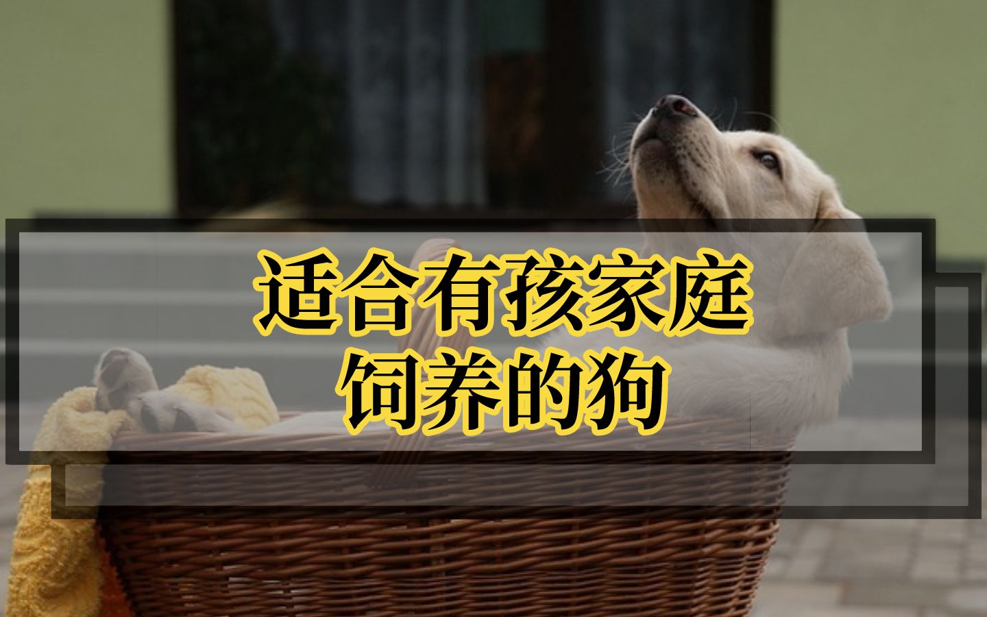 适合有孩子家庭饲养的狗狗