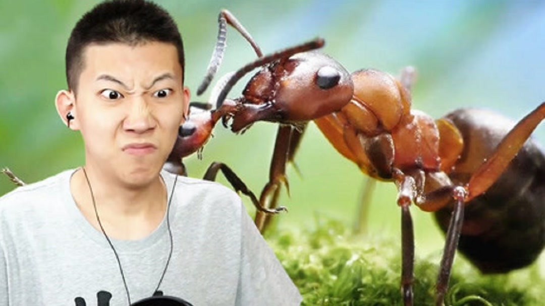 鲤鱼Ace解说:蚂蚁模拟器,地下蚁国竟然被我毁掉了!
