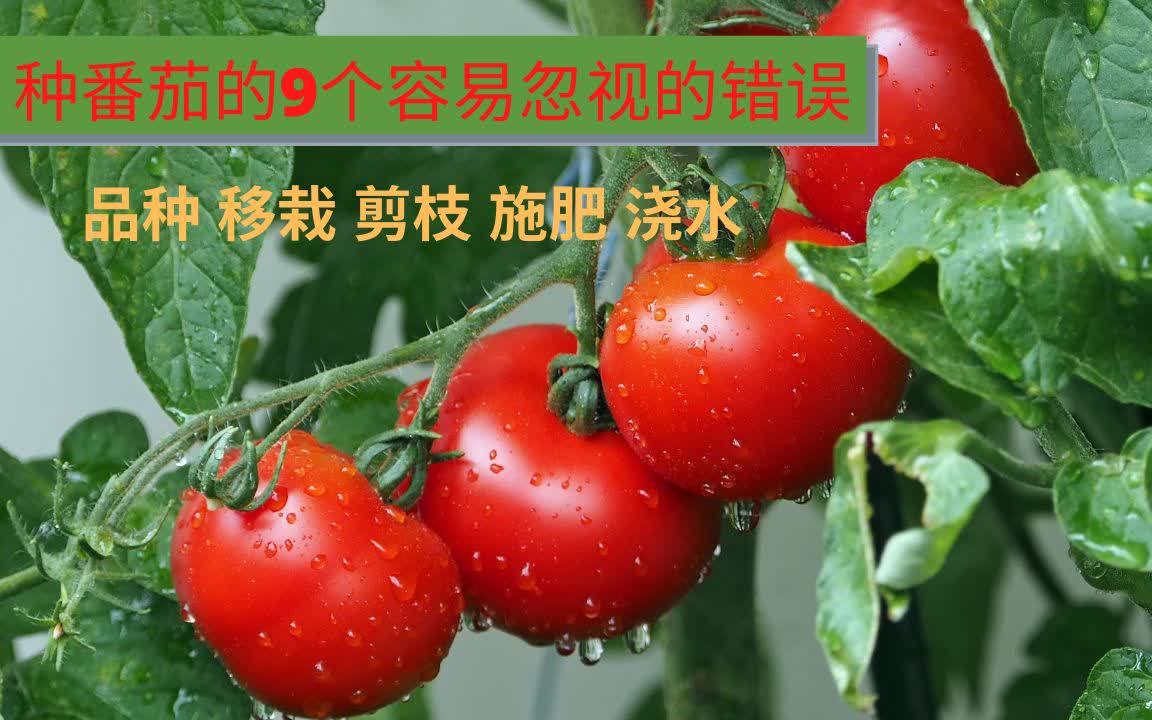 【番茄种植】种番茄的9个容易忽略的错误 II 怎样