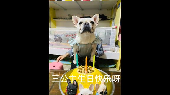 家庭版宠物生日蛋糕教程❤️