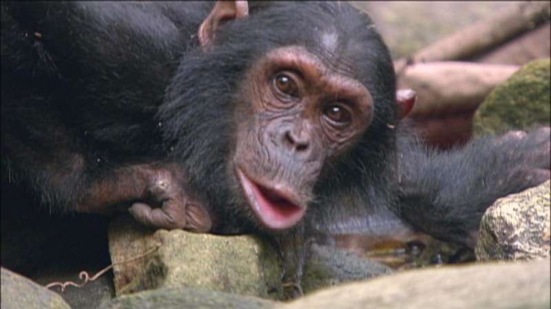 黑猩猩凭借脑海中的记忆,它们知道在哪里,可以找到所需的水