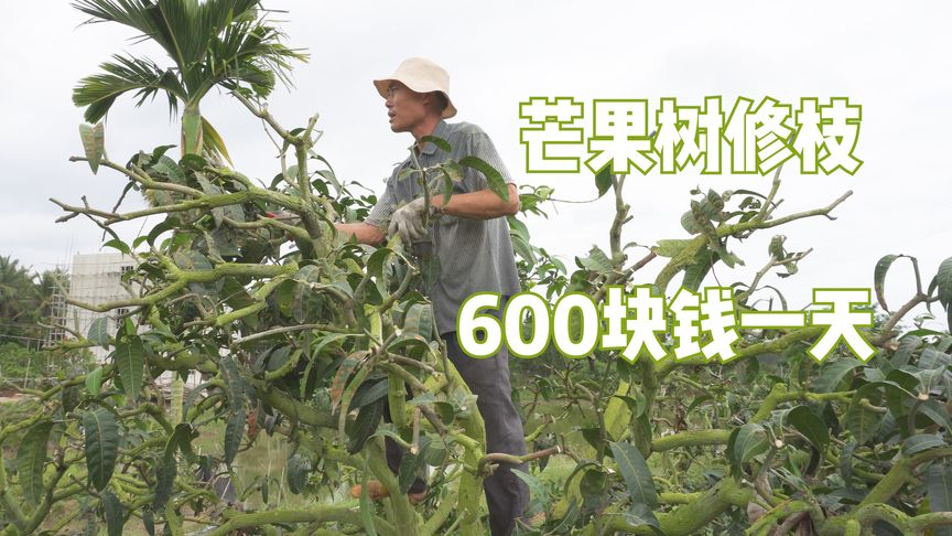 农村用工需求量大,三个人给芒果树修枝,500块钱一天没人愿意干