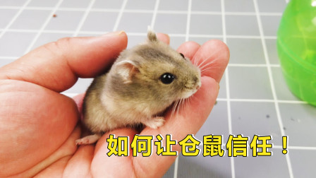 宠物日常:如何让小仓鼠信任你,熟悉你的气味
