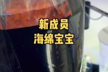 海绵宝宝和痞老板来啦!