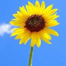 蓝天白云向日葵 