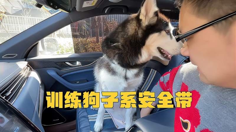 挑战十分钟教会哈士奇系安全带,网友:不可能吧