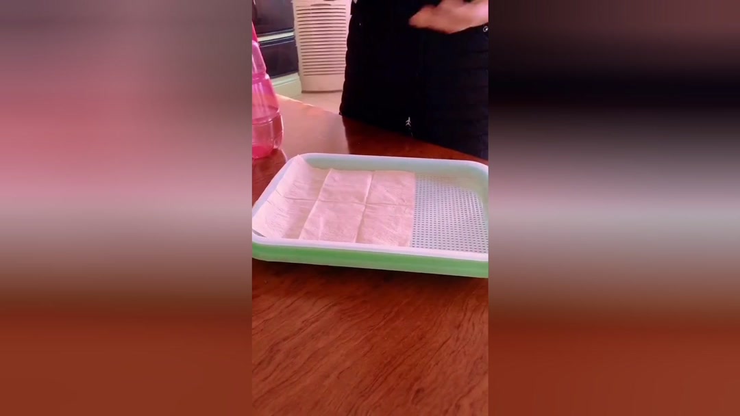 我来教大家种植小白菜