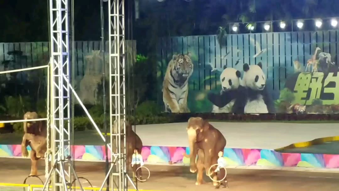 深圳野生动物园 大象表演