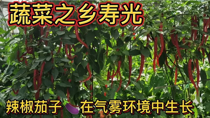 意外发现种植辣椒茄子在气雾中生长,根须长达4米,的确太神奇了