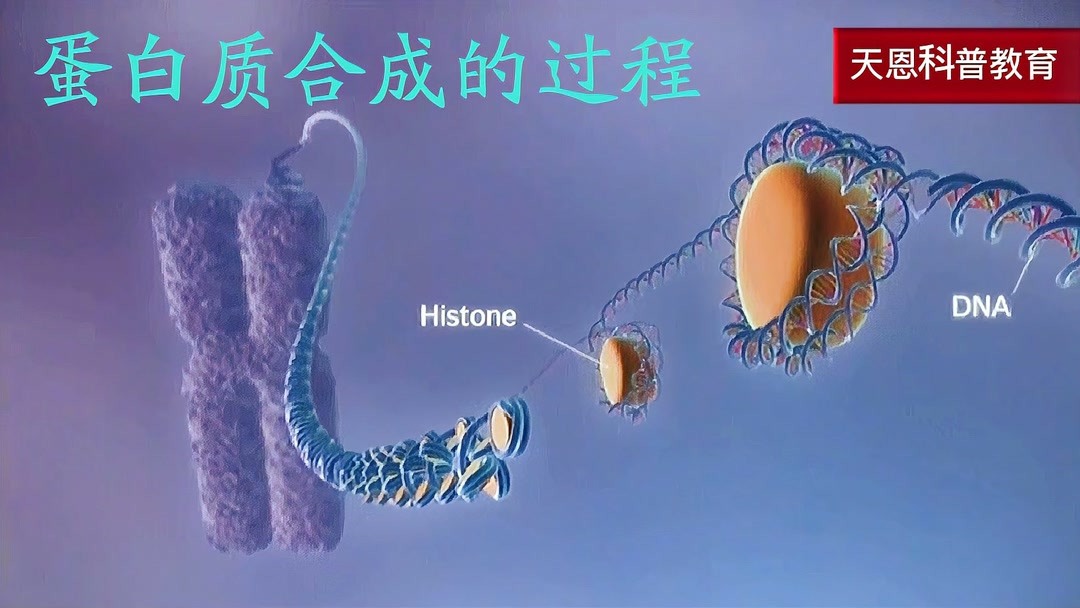 蛋白质合成的过程