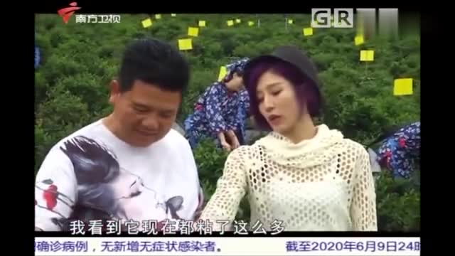 红茶和绿茶到底有啥区别?专业人士现场讲解,学习了|我爱返寻味