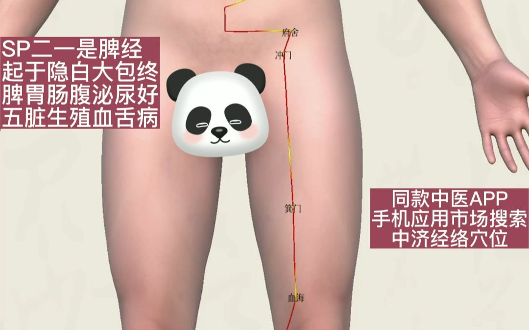 足太阴脾经 经络循行走向