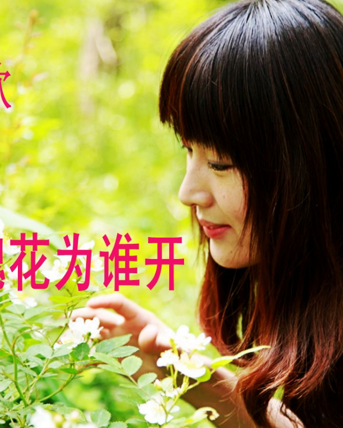 相思情歌 槐花为谁开