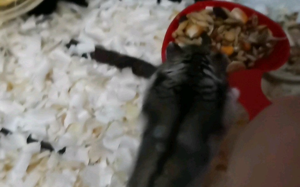 【仓鼠观察日记】1.20追着扒饭勺的干饭鼠