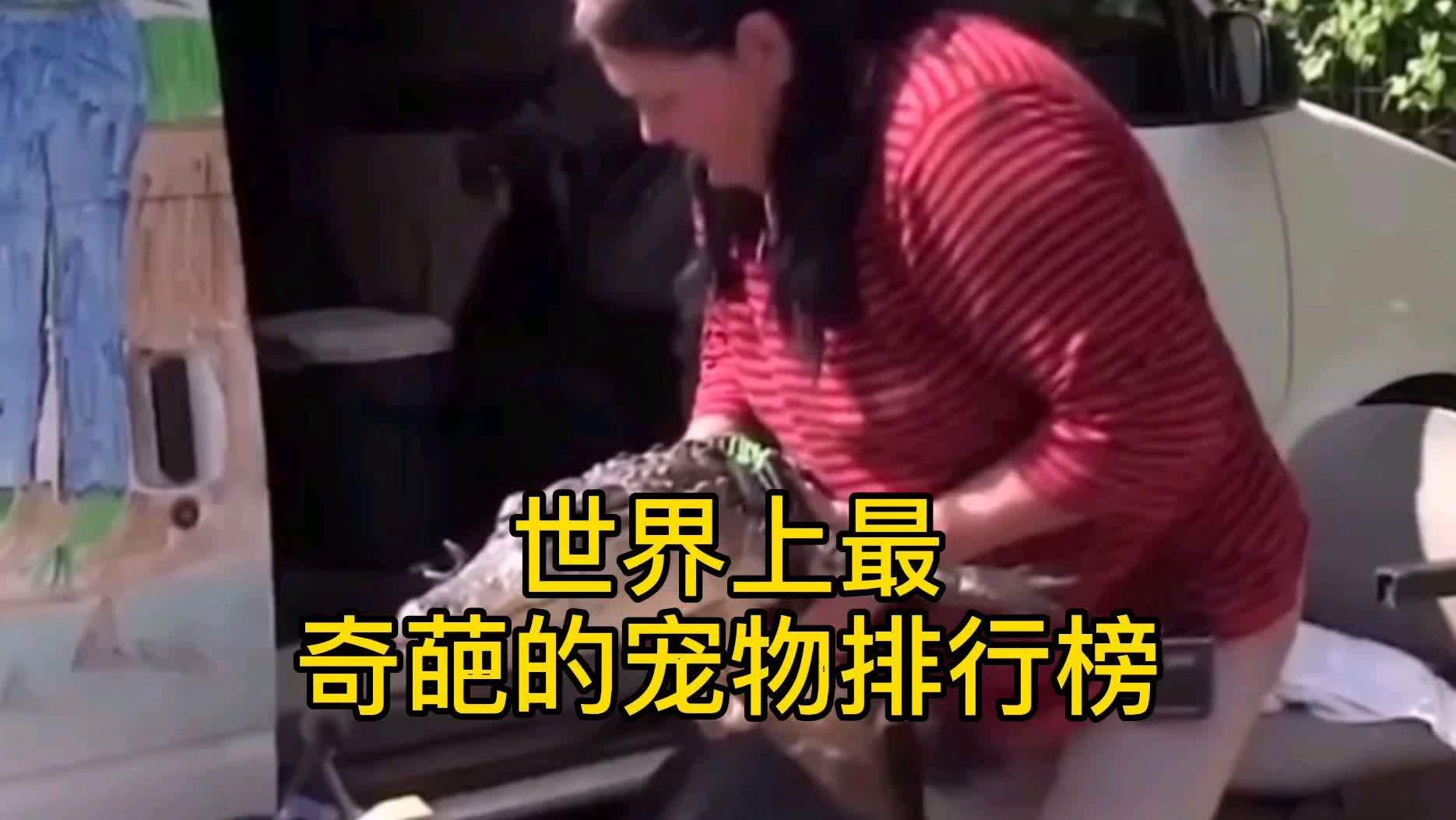 世界上最奇葩的宠物排行榜,看看榜单都有哪些动物?