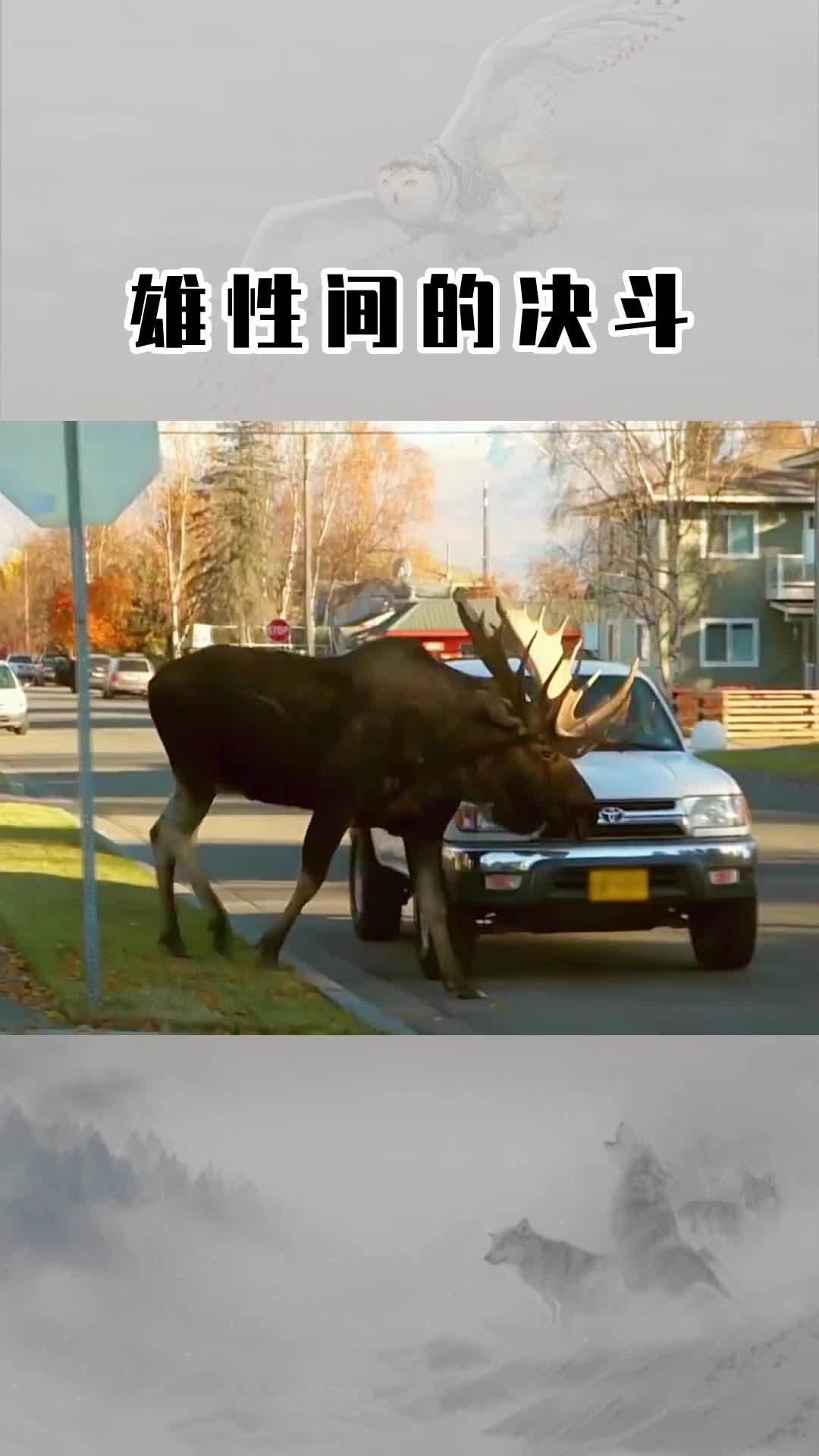 公驼鹿为争夺配偶的大战。在动物世界里,雄性之间打得再猛烈,也不会...