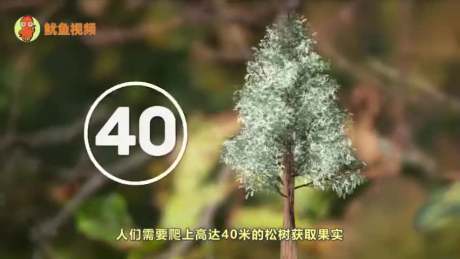 趣味科普 4种蔬菜水果的生长方式,看了视频真的是长知识了!