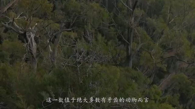 世界上咬合力最强的狗