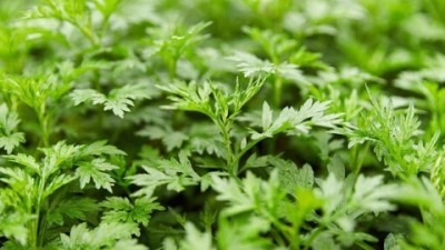 温经止血、散寒调经,快把艾叶的功效转给你身边体寒的她吧