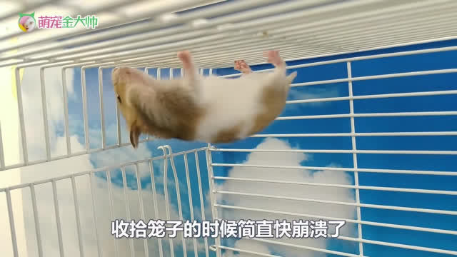 饲养小仓鼠的笼子太臭了,怎样才能教会小仓鼠上厕所