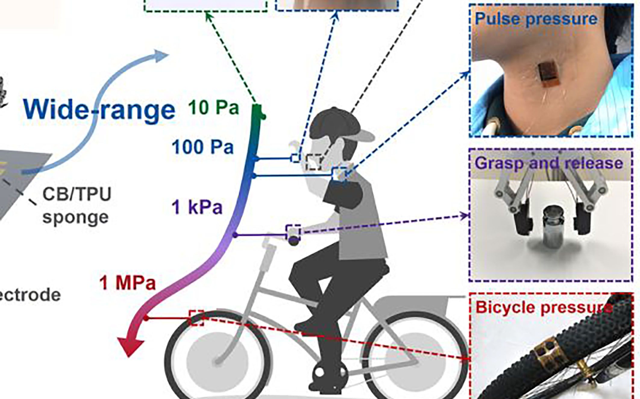 【论文研读】压力传感器-25-具有多尺度孔结构的鸟巢状宽检测限柔性...