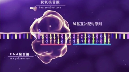 DNA的复制过程配音优秀作业-3