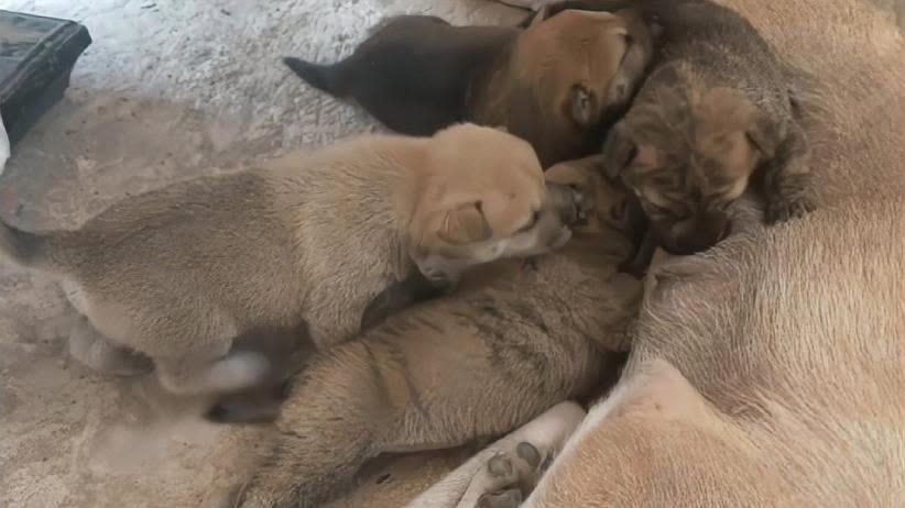 养狗的朋友都想着怎么去研究治狗病,在这里我说还是预防为主