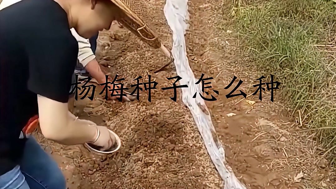杨梅种子怎么种植