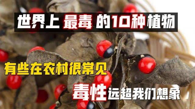 世界上最毒的10种植物,有些在农村很常见,毒性远超我们想象