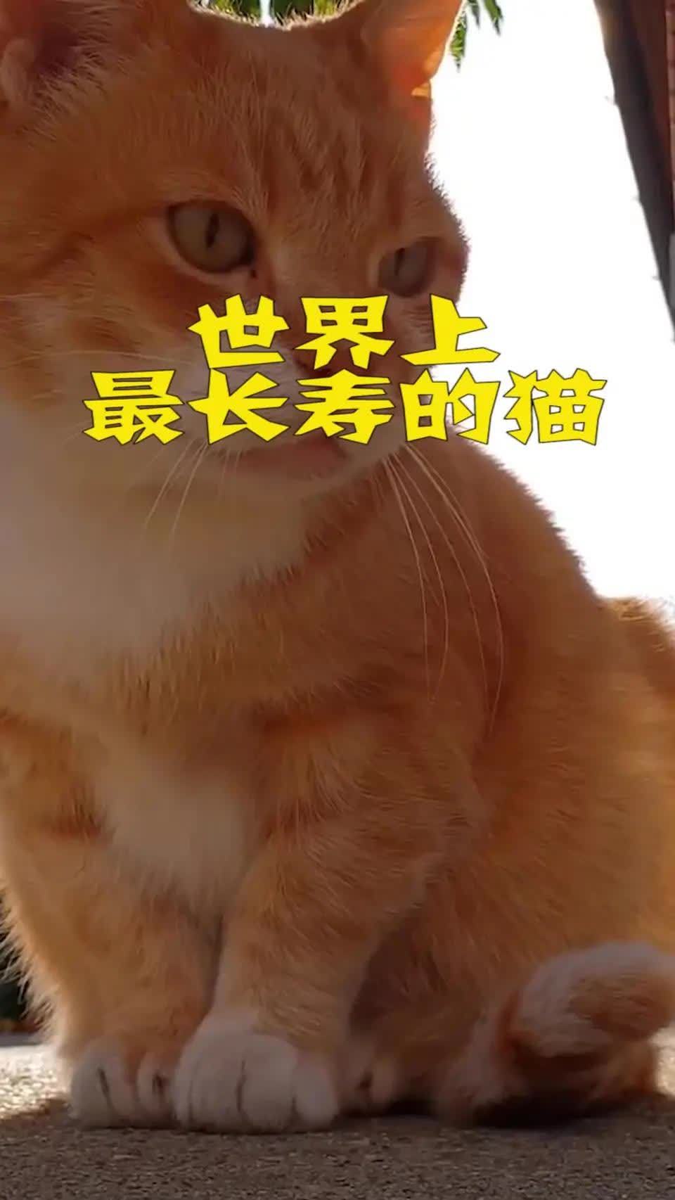 世界上最长寿的猫