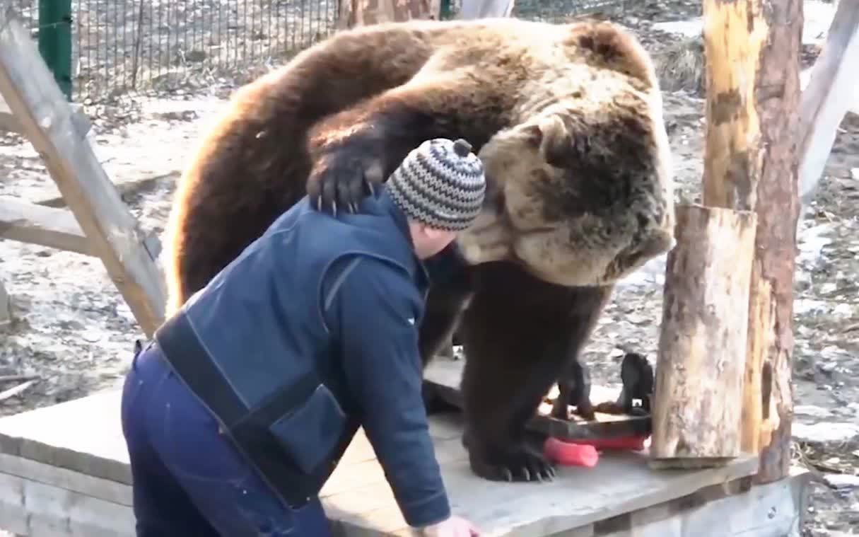 啊!俄罗斯人和棕熊打起来了