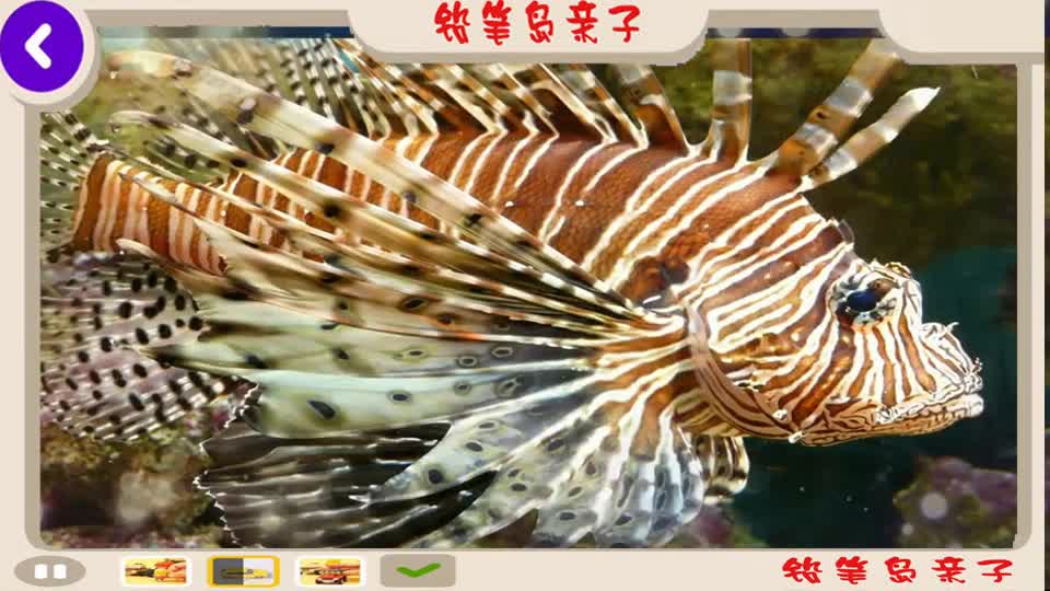 儿童用语音学习鱼名称与照片鱼的照片鱼的图片学习海洋动物