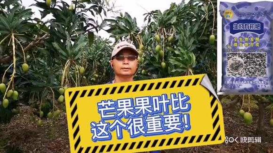 你知道多少张叶子养一个芒果吗?#芒果管理新技术#芒果修剪技巧