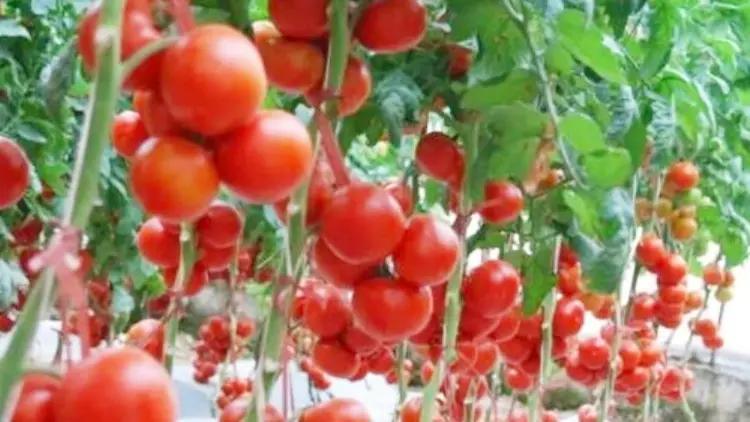 西红柿种植有这几点要格外注意,否则想种好很难!