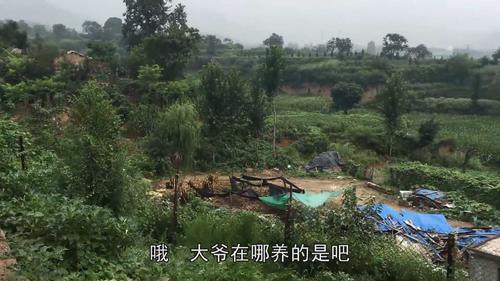 农村小伙在大山里承包了三百亩地,养殖许多世界名犬,你见过吗?