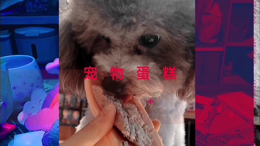 #宠物烘焙 #宠物蛋糕