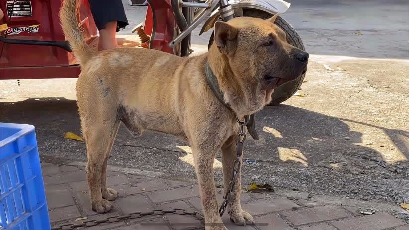 狗得了严重皮肤病,主人不舍得花钱治,当菜狗卖可惜了